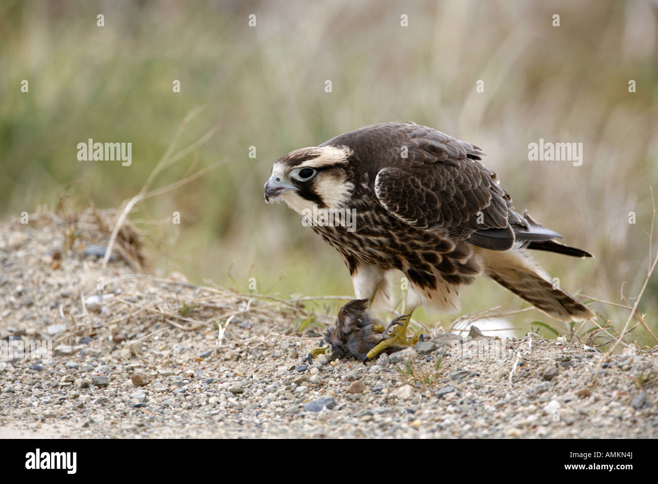 Feeding on its prey hi-res stock photography and images - Alamy