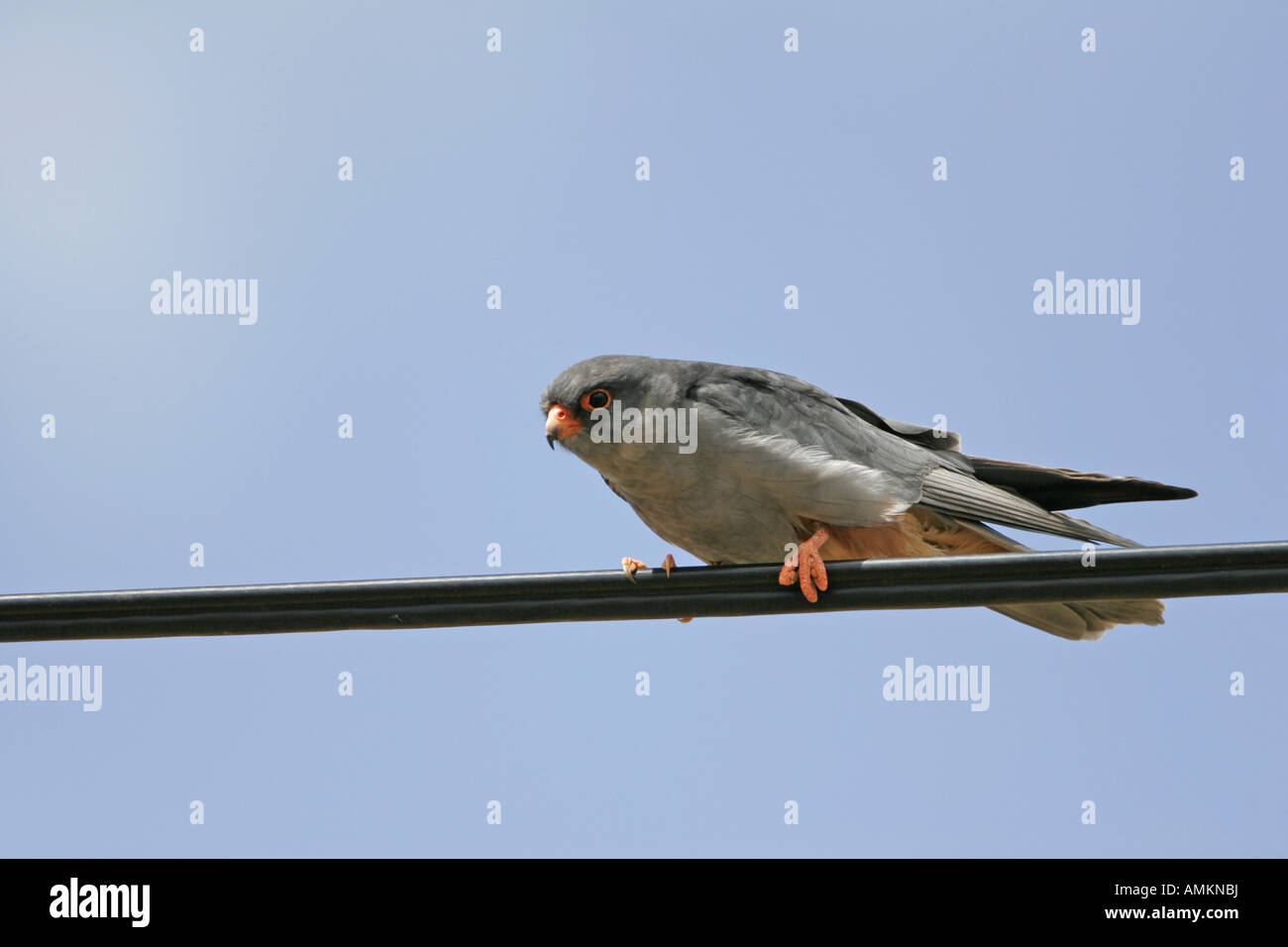 Falcon amurensis hi-res stock photography and images - Alamy