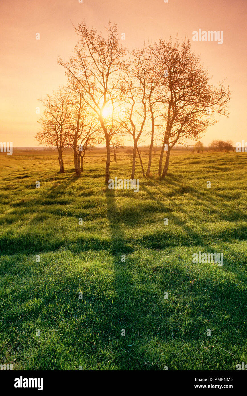 Trees at Sunset Stock Photo - Alamy