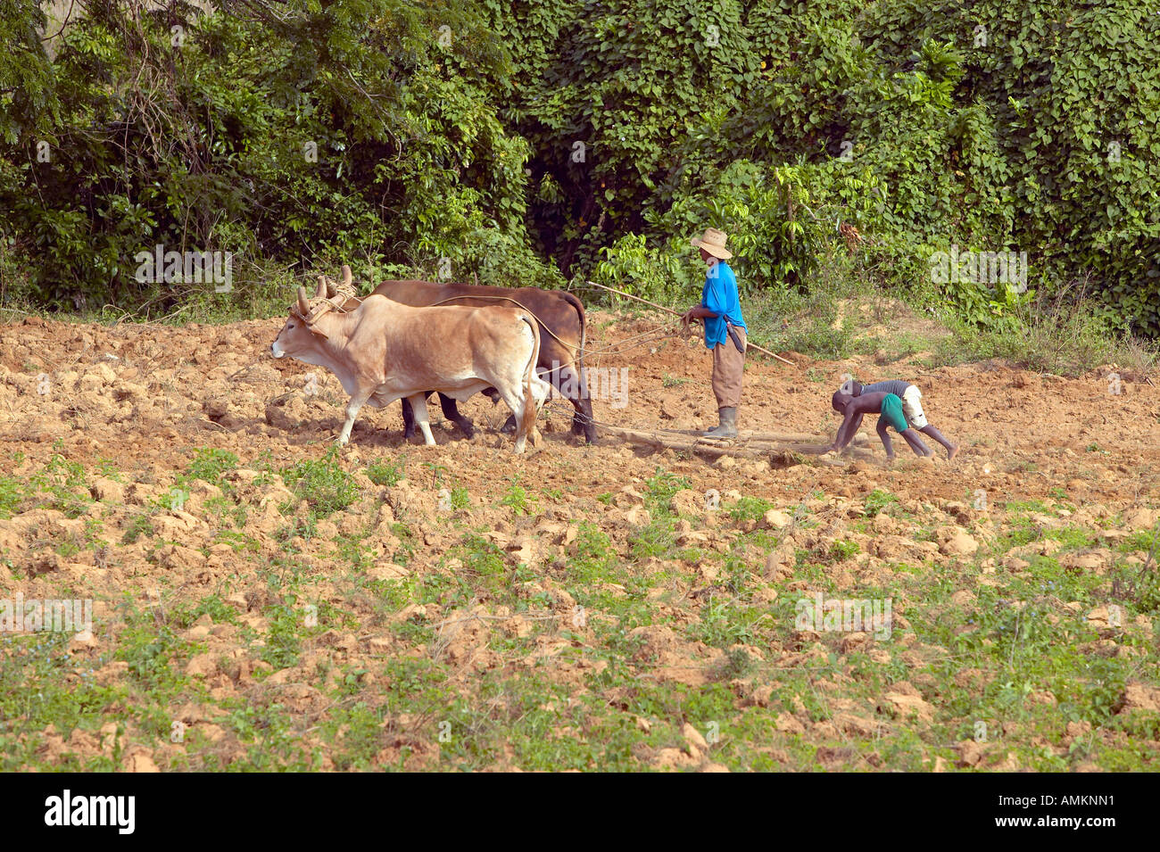 Black man farming tropical hi-res stock photography and images - Alamy