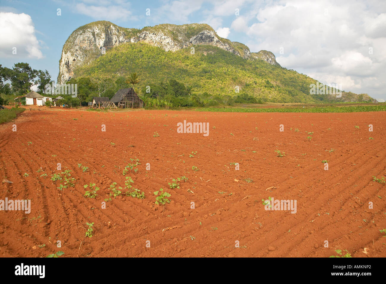 Farm field with red soil with limestone mountains in the Valle de ...
