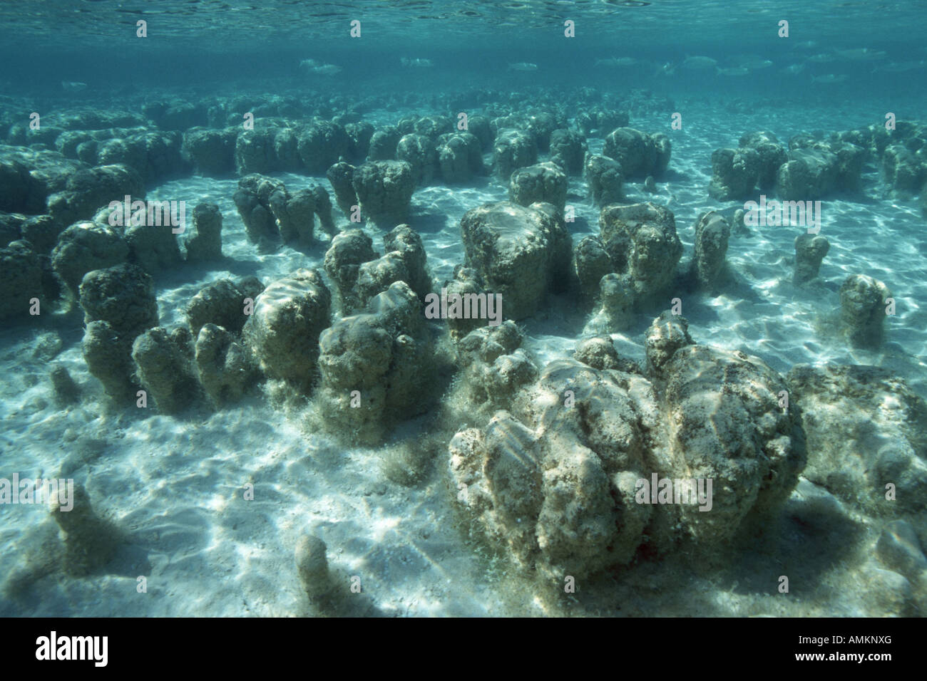 Stromatolite colonies covering shallow shore seabed Stock Photo - Alamy