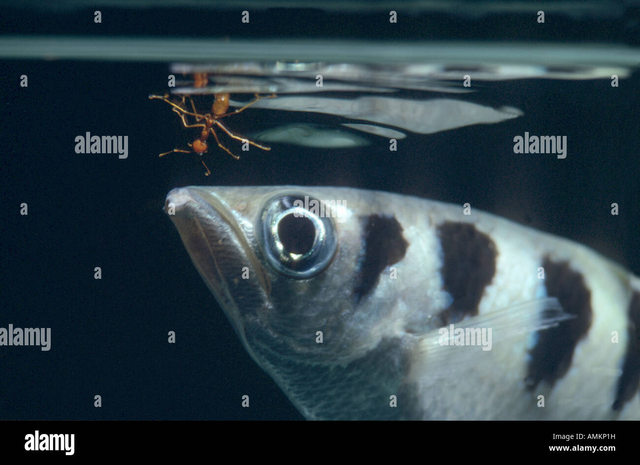 ARCHER FISH poisson cracheur TOXOTES JACULATOR INDONESIA animal animals ...