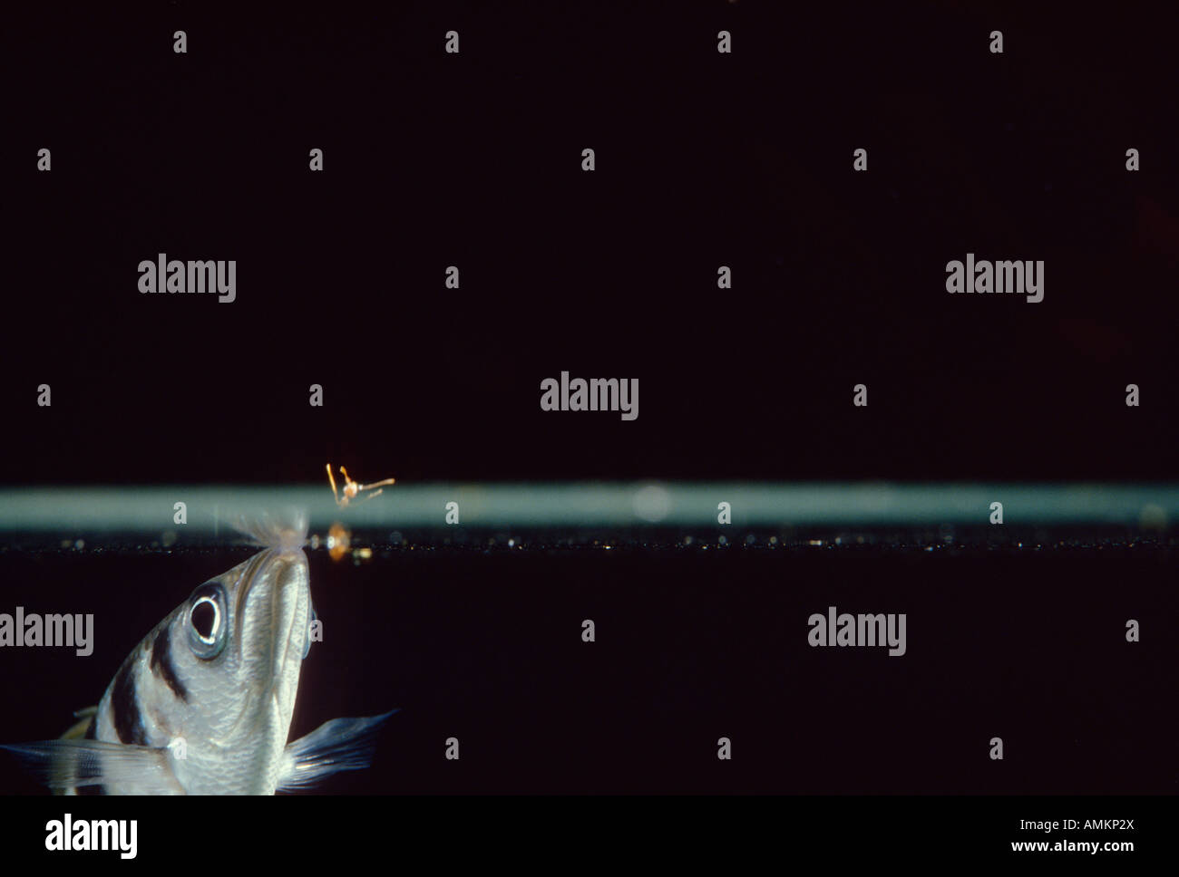 ARCHER FISH poisson cracheur TOXOTES JACULATOR INDONESIA animal animals ...