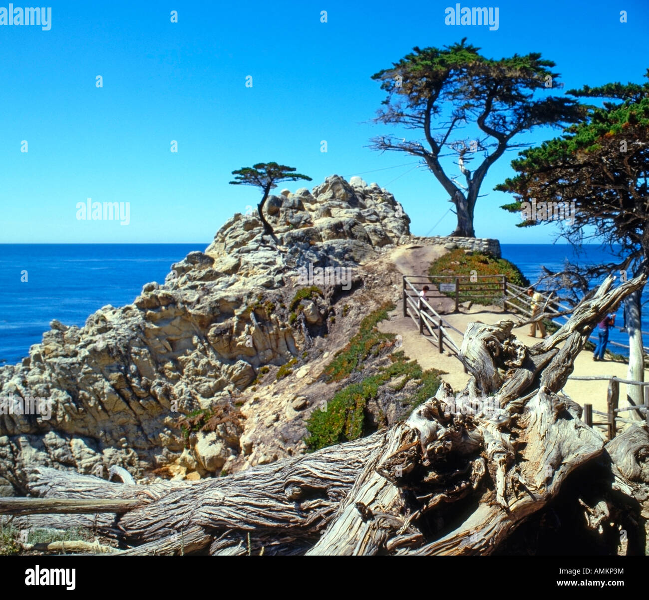 The Lone Cypress tree on the famous 17 mile scenic drive between Carmel ...