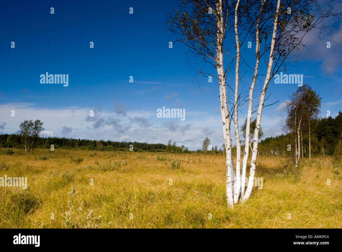 Trees bunched together hi-res stock photography and images - Alamy