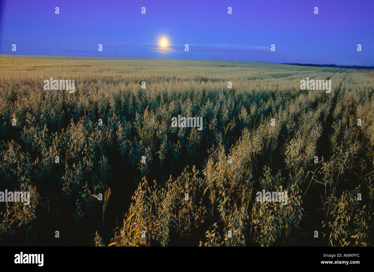 Full Moon over Field of Oats, near Edmonton, Alberta, Canada Stock ...