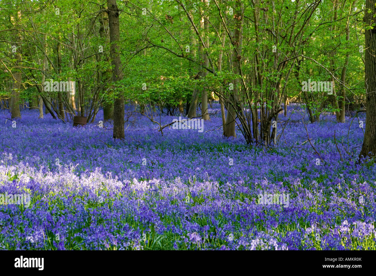 Early morning bluebells in woodland Stock Photo - Alamy