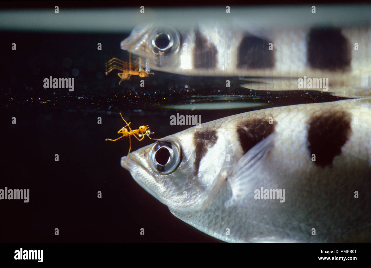 ARCHER FISH poisson cracheur TOXOTES JACULATOR INDONESIA animal animals ...