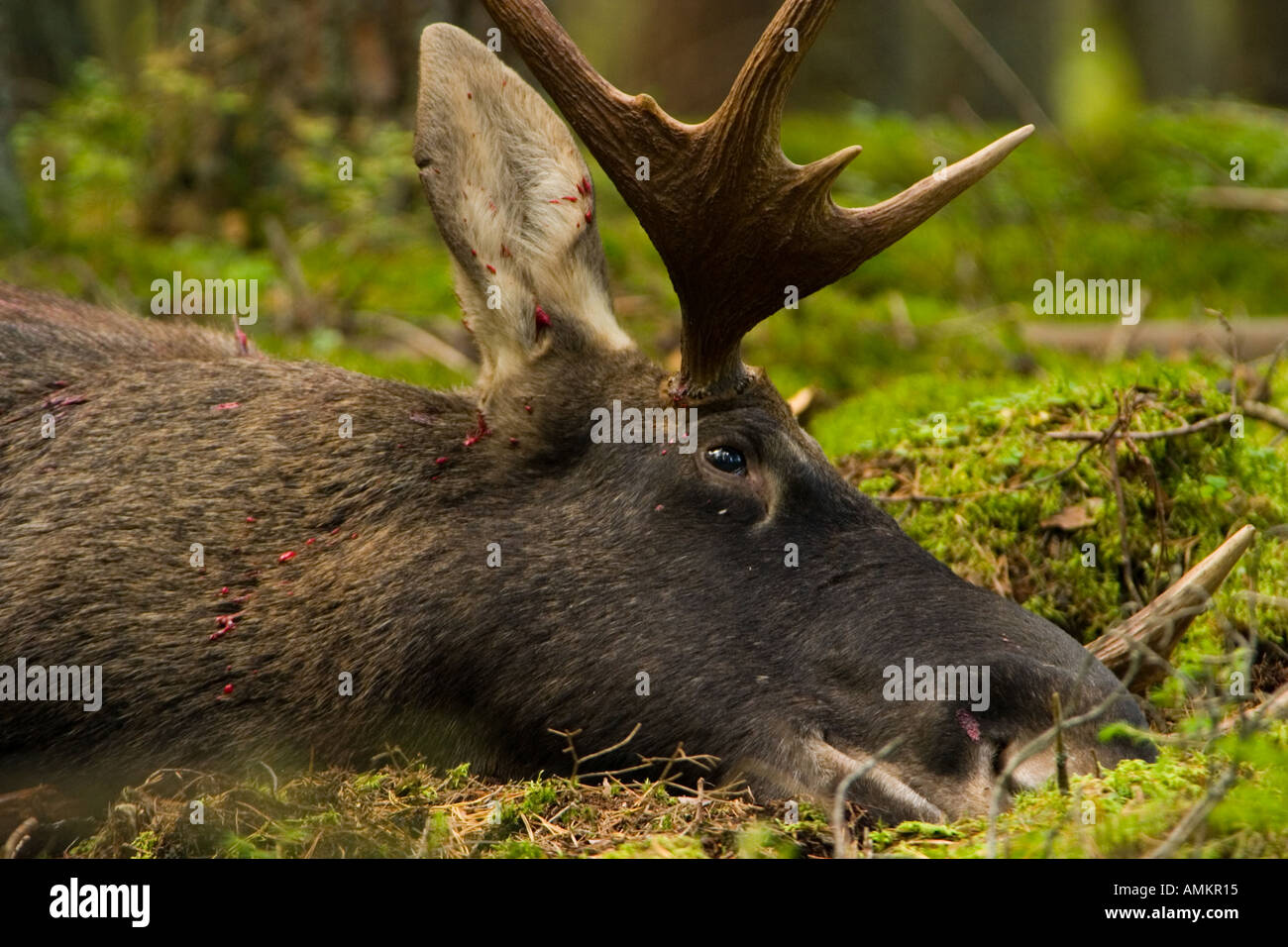 Dead moose Stock Photo - Alamy