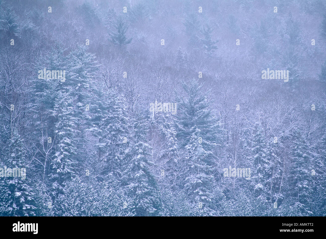 Mixed Forest, Petawawa River, Algonquin Provincial Park, Ontario ...