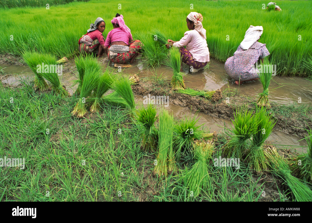 Nepali female farm labourers transplanting rice seedlings in a paddy ...