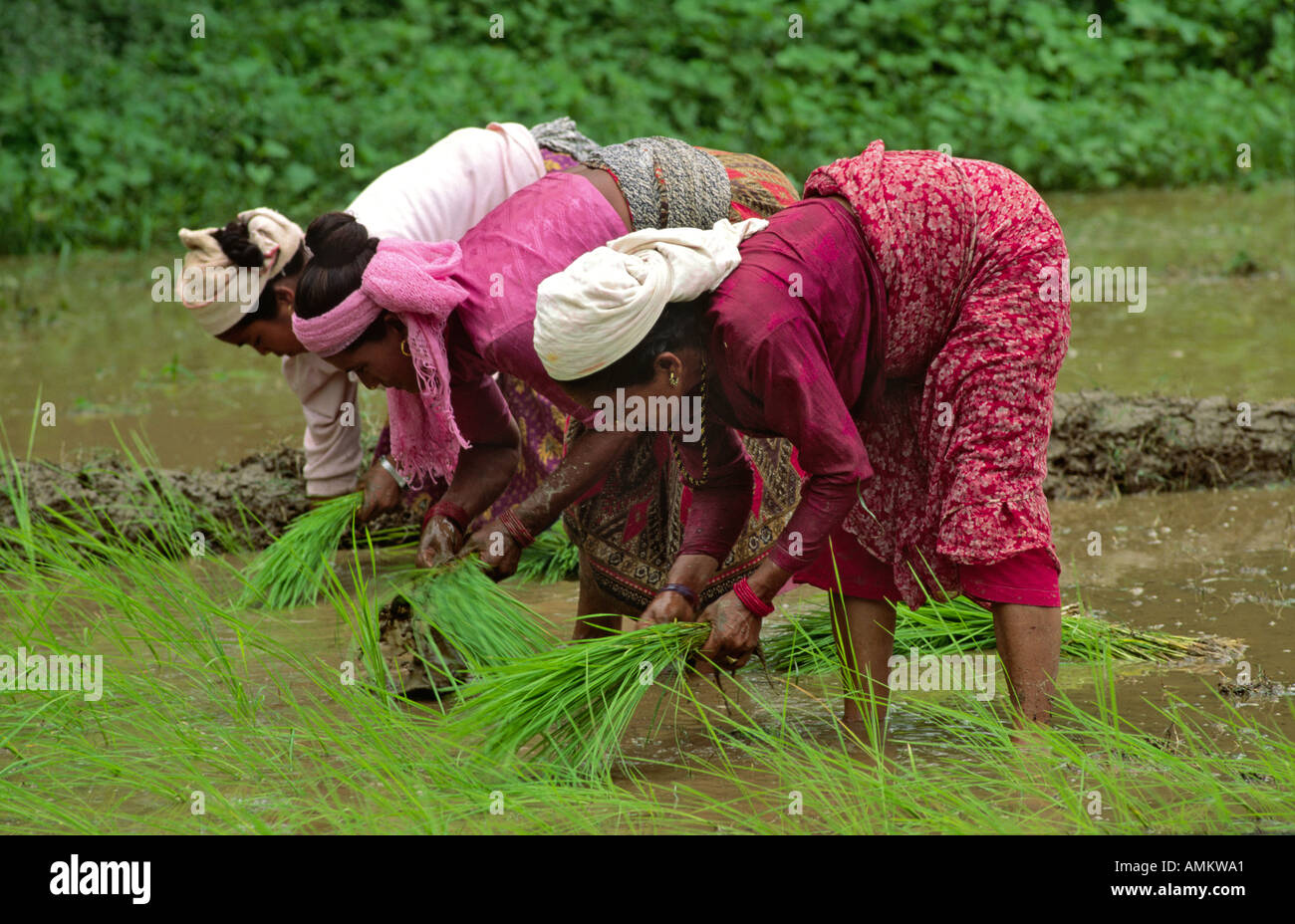 Female farm labourers transplanting rice seedlings in paddy fields near ...