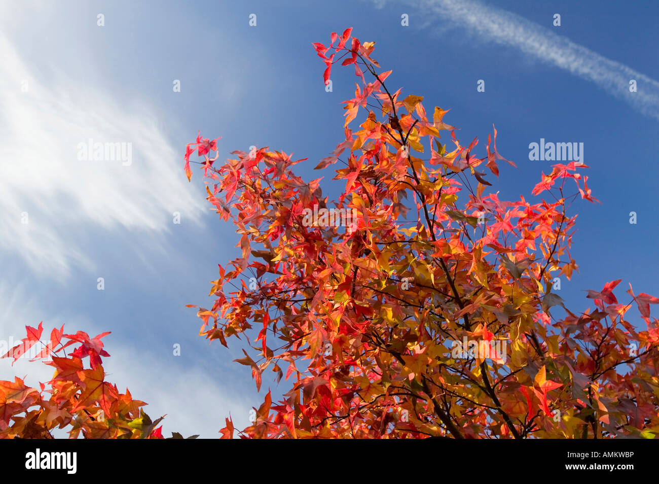A Maple tree in Autumn colours Stock Photo - Alamy