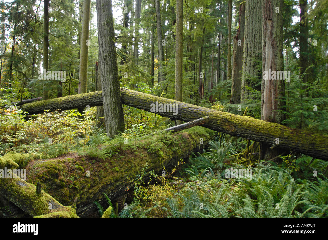 Cathedral Grove in the MacMillan Provincial Park BC Vancouver Island ...