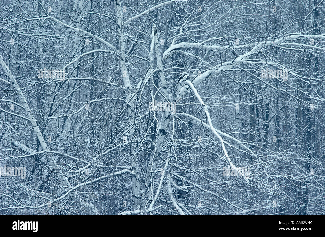White Birch Trees, Gatineau Park, Quebec, Canada Stock Photo - Alamy
