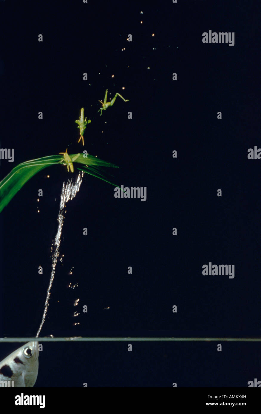 ARCHER FISH poisson cracheur TOXOTES JACULATOR INDONESIA animal animals ...