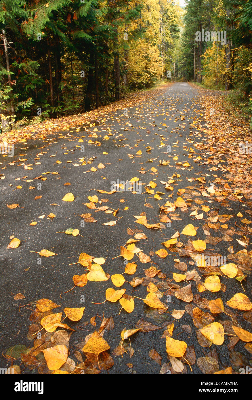 Yahk Provincial Park, British Columbia, Canada Stock Photo - Alamy