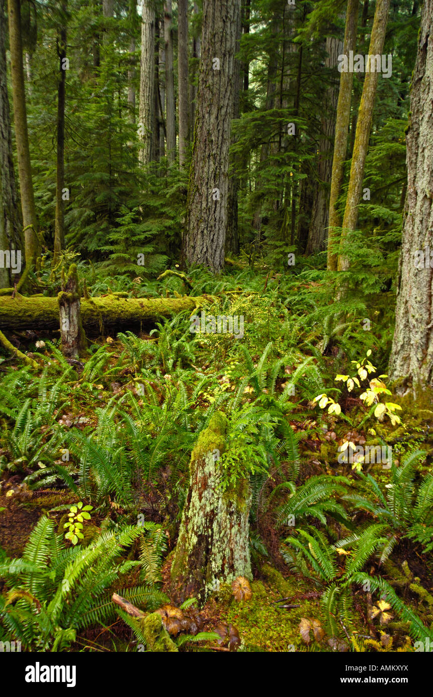 Cathedral Grove in the MacMillan Provincial Park BC Vancouver Island ...