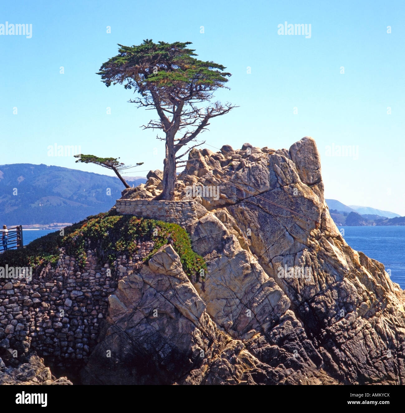 Lone Cypress Tree On Famous High Resolution Stock Photography and ...