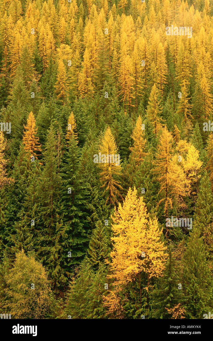 Kootenay region hi-res stock photography and images - Alamy