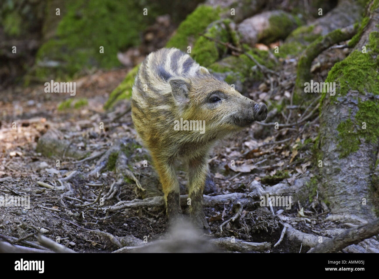Wildschwein frischling hi-res stock photography and images - Alamy