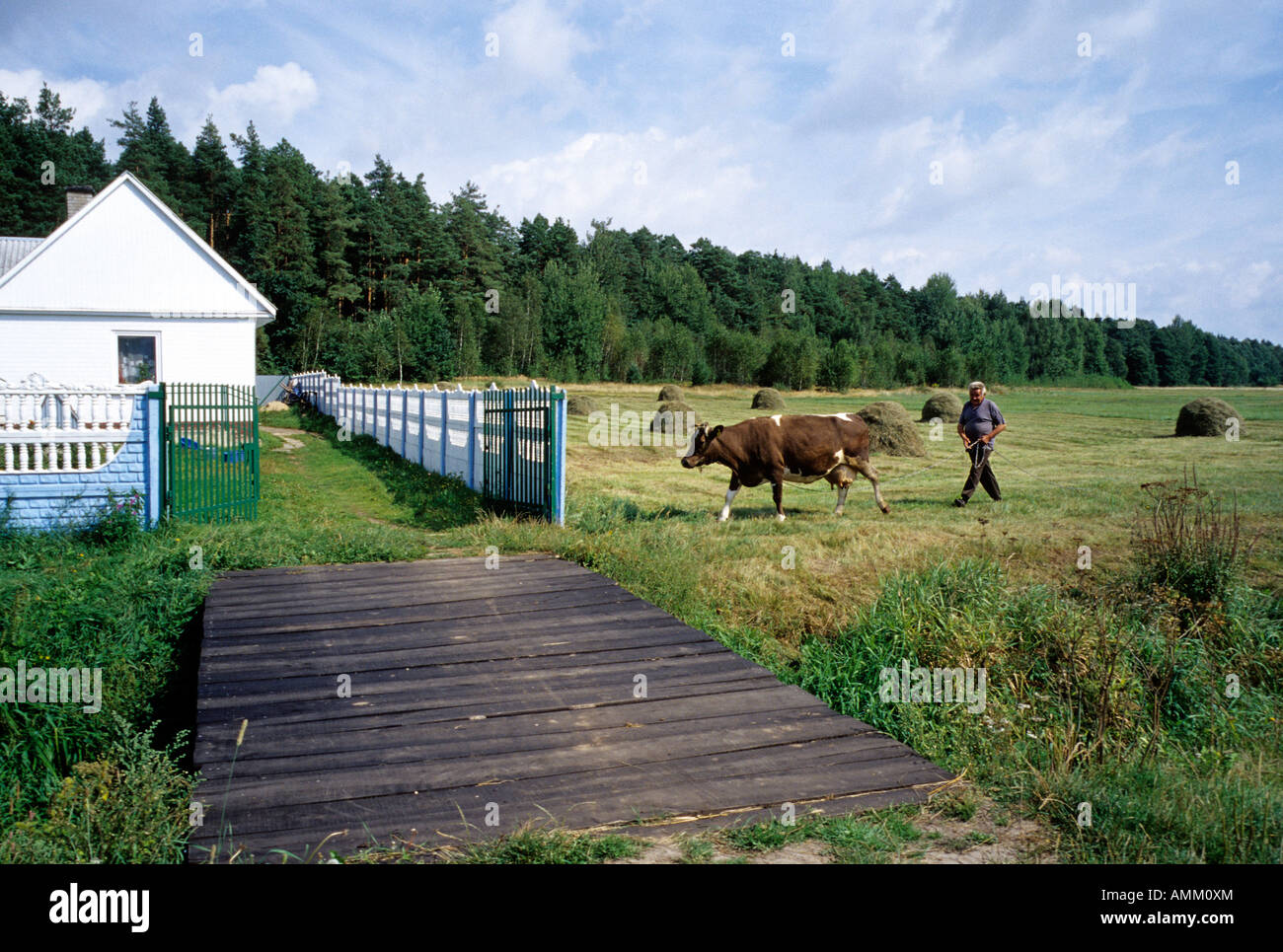 Poland Swietokrzyskie Wilkow farmer leading a cow Stock Photo - Alamy