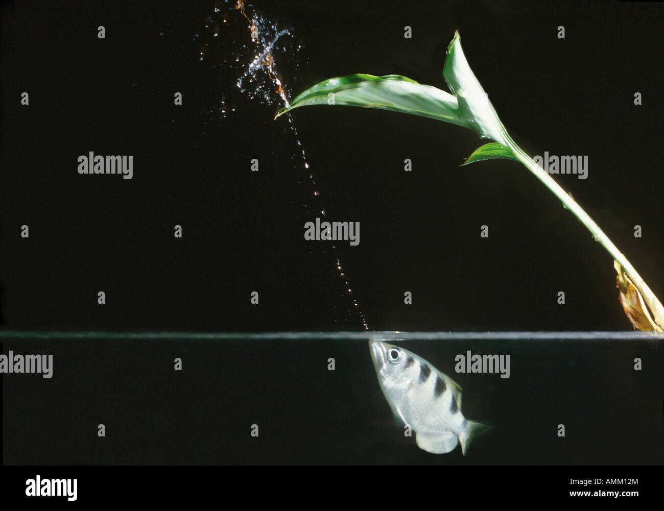 ARCHER FISH poisson cracheur TOXOTES JACULATOR INDONESIA animal animals ...