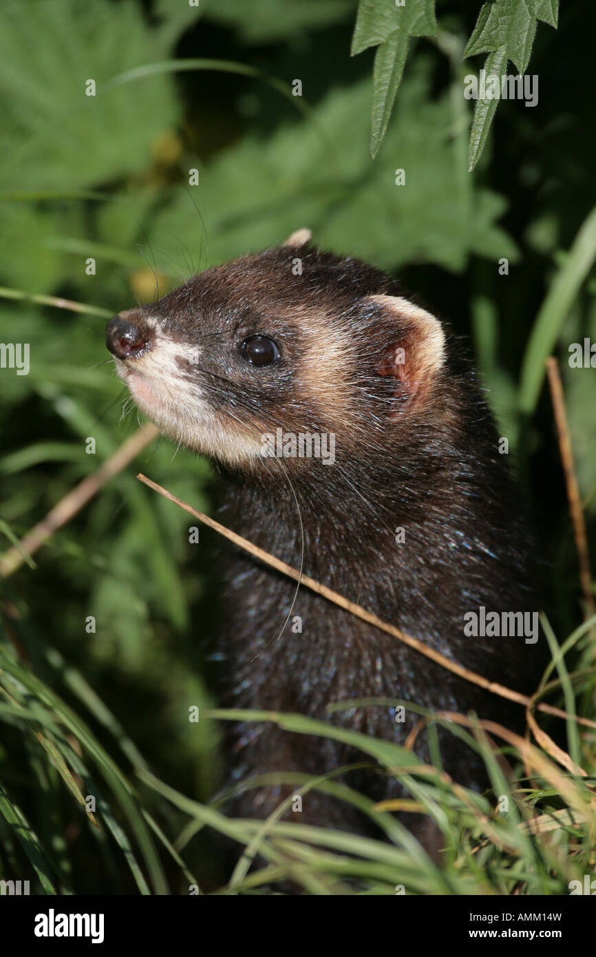 Polecat Mustela putorius Stock Photo - Alamy