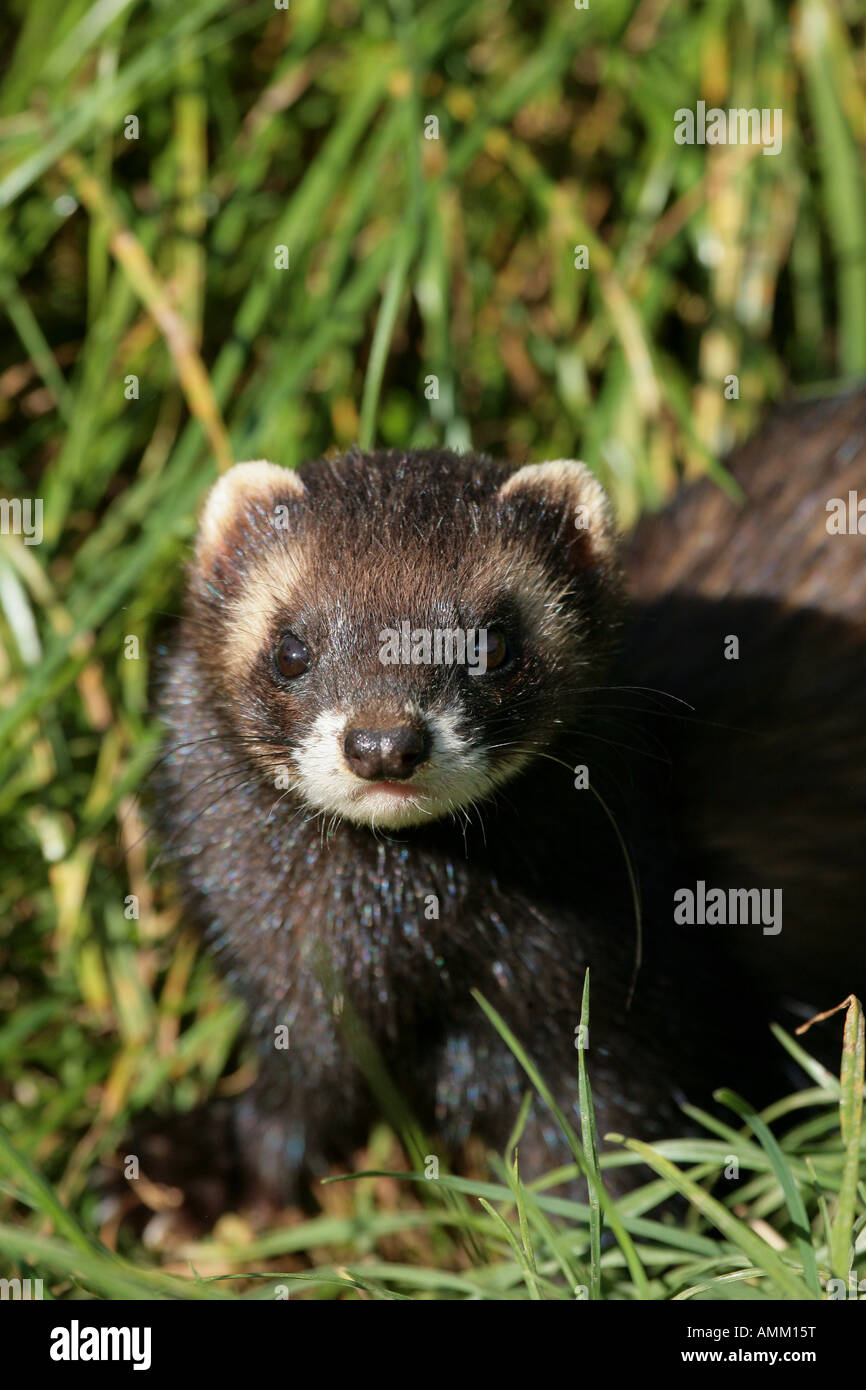 Polecat Mustela putorius Stock Photo - Alamy