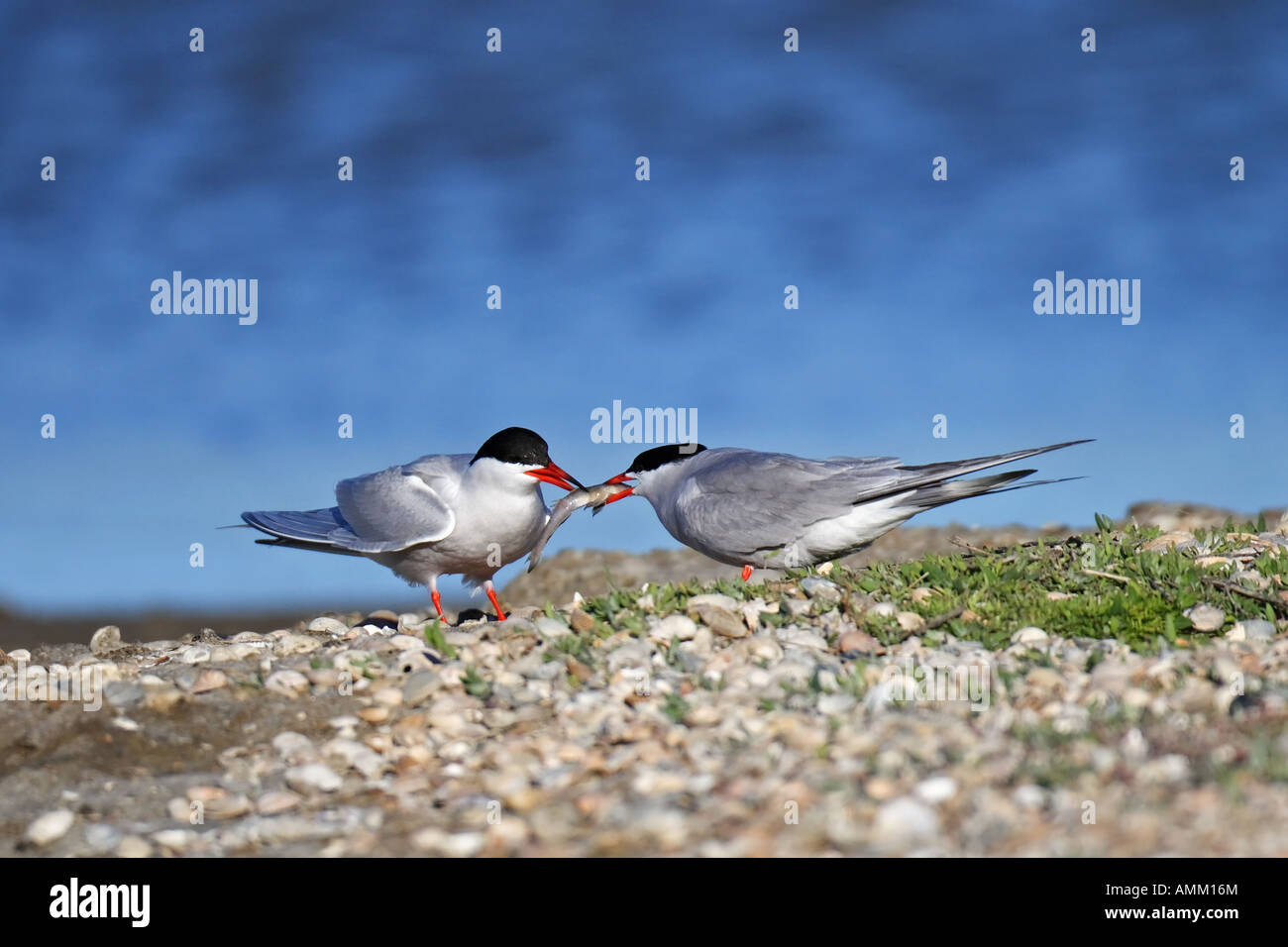 flußseeschwalbe, flussseeschwalbe, flusseeschwalbe, sterna, hirundo ...