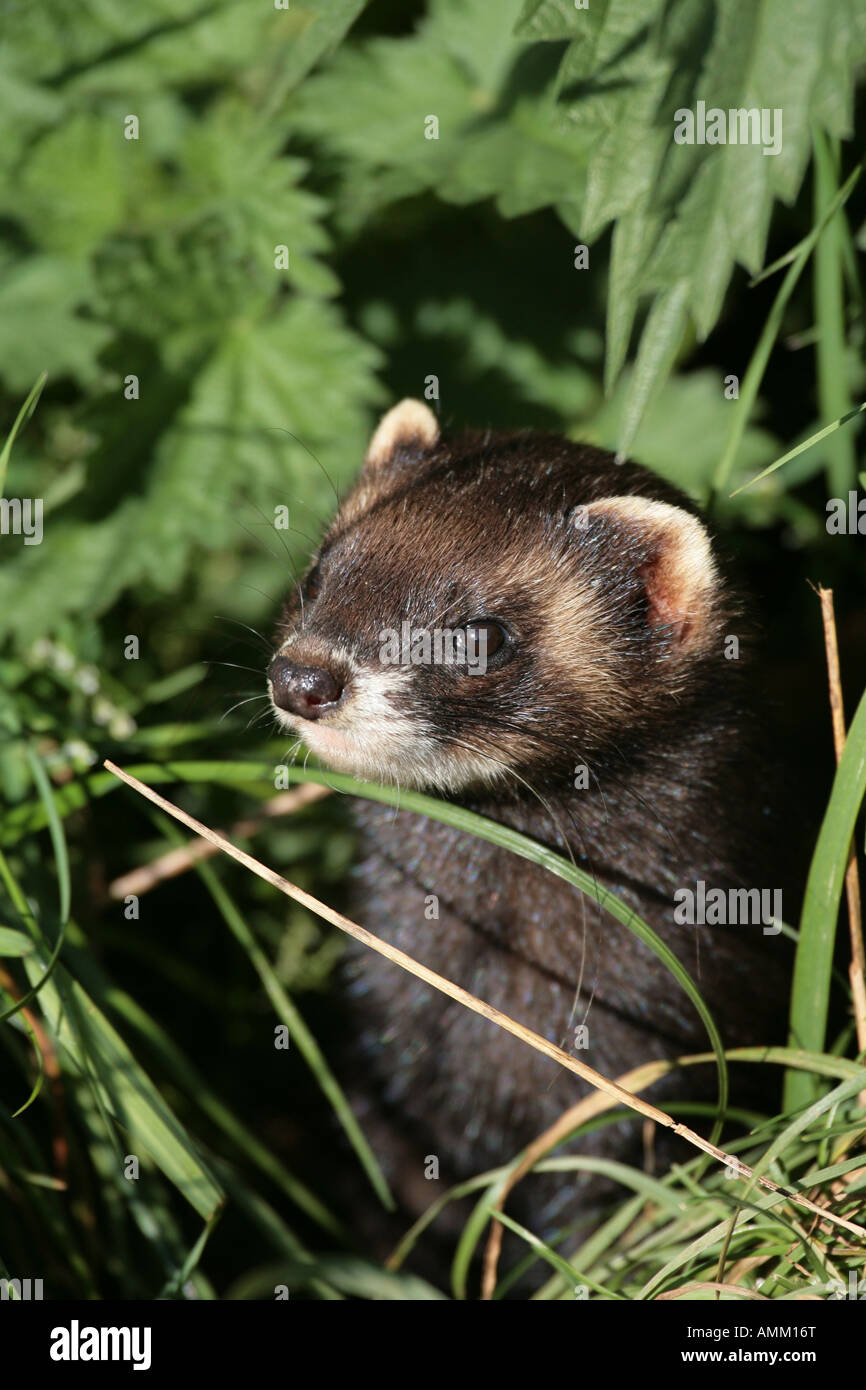Polecat Mustela putorius Stock Photo - Alamy