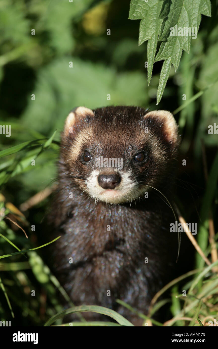 Polecat Mustela putorius Stock Photo - Alamy