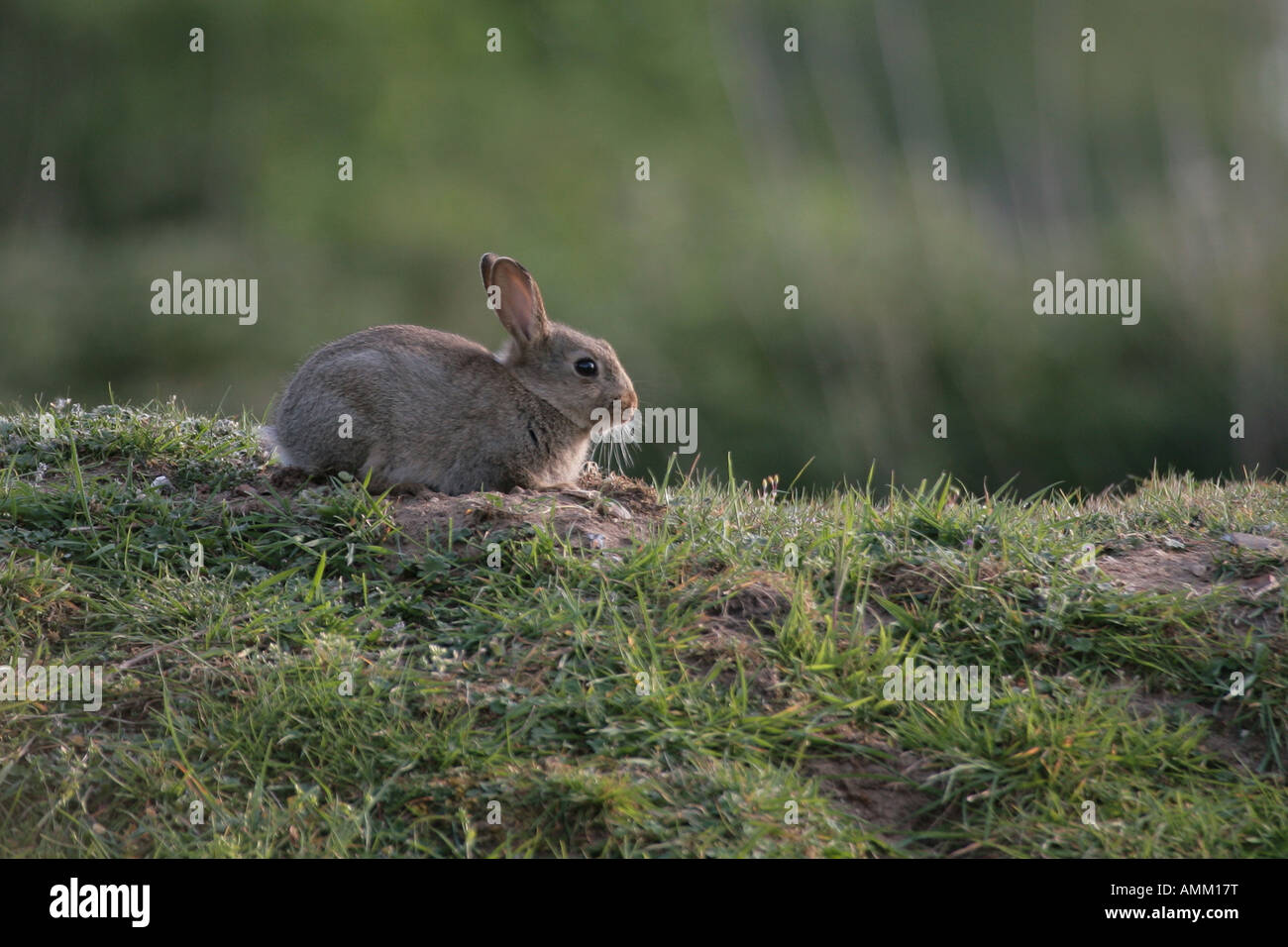 Baby Rabbit Oryctolagus cunniculus sitting on a grass mound Stock Photo ...