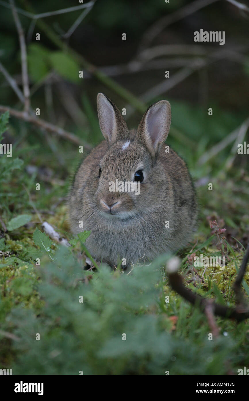 Adult baby rabbits hi-res stock photography and images - Alamy
