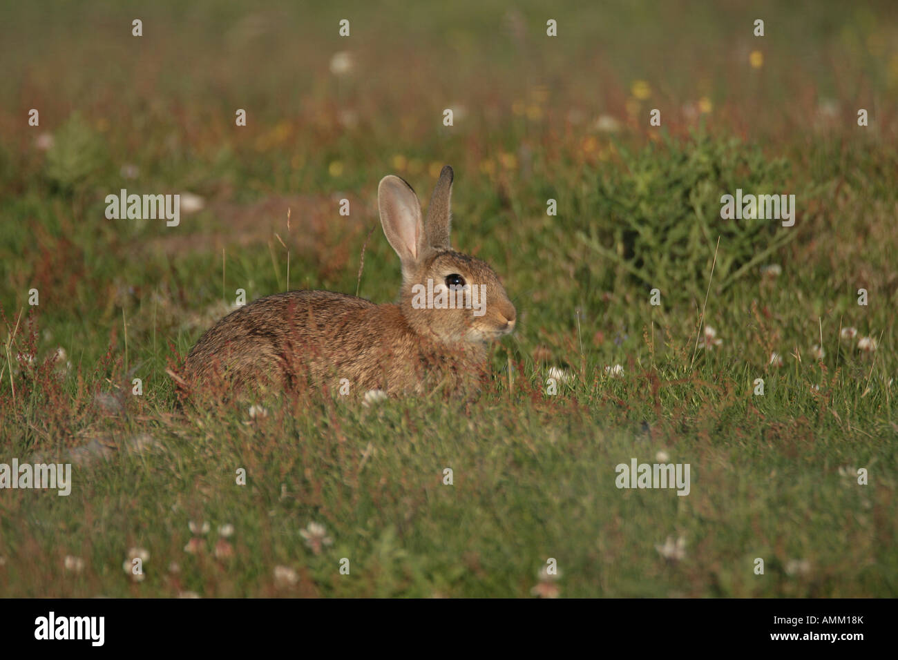 Rabbit Oryctolagus cunniculus laying in grassland Stock Photo - Alamy