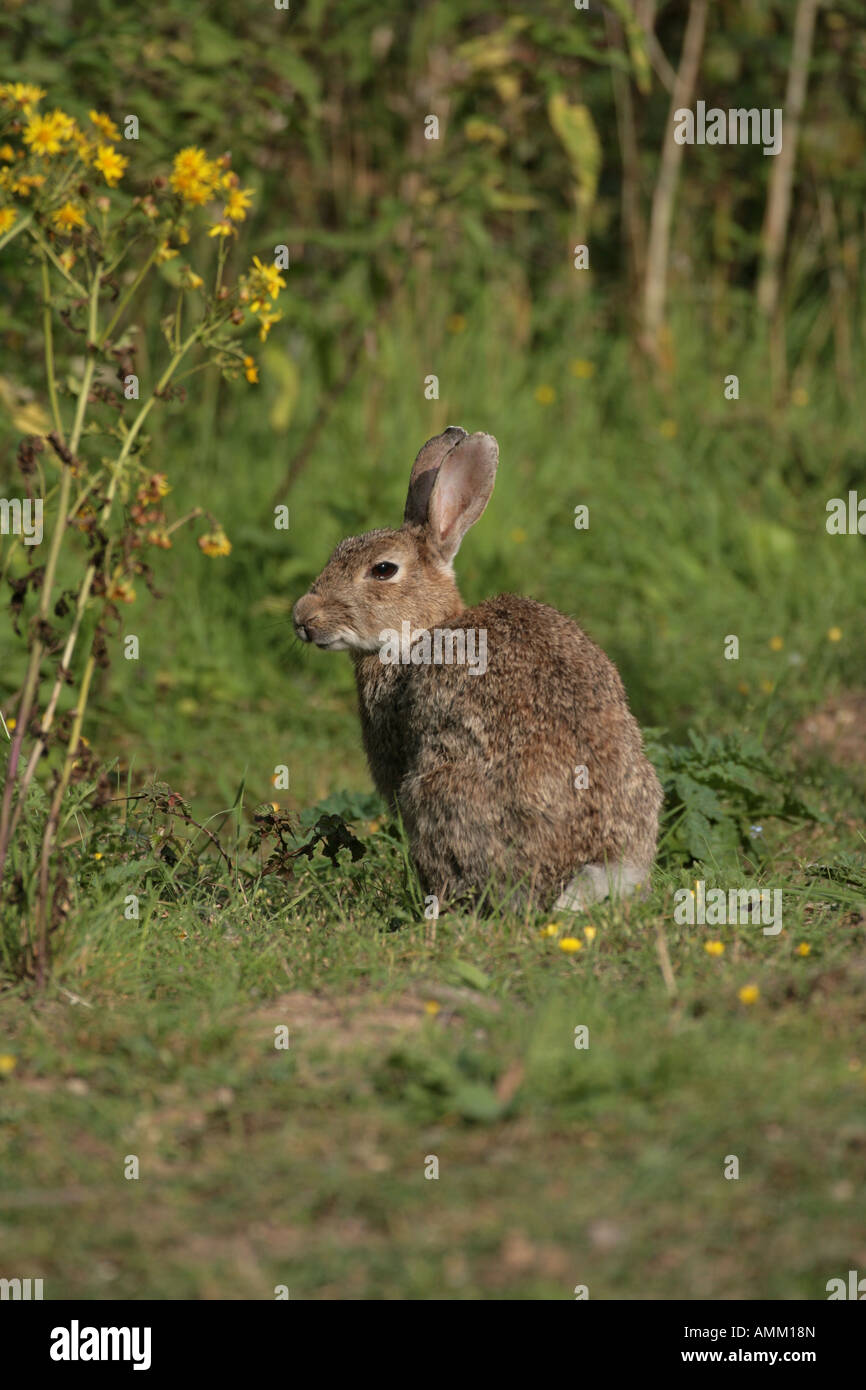 Rabbit Oryctolagus cunniculus Stock Photo - Alamy