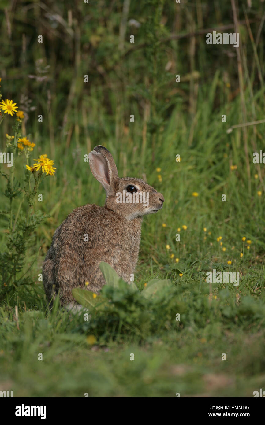 Rabbit Oryctolagus cunniculus sitting in grassland Stock Photo - Alamy