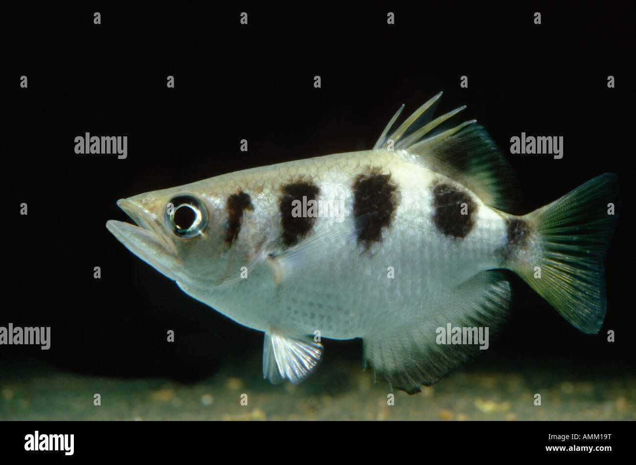ARCHER FISH poisson cracheur TOXOTES JACULATOR INDONESIA animal animals ...