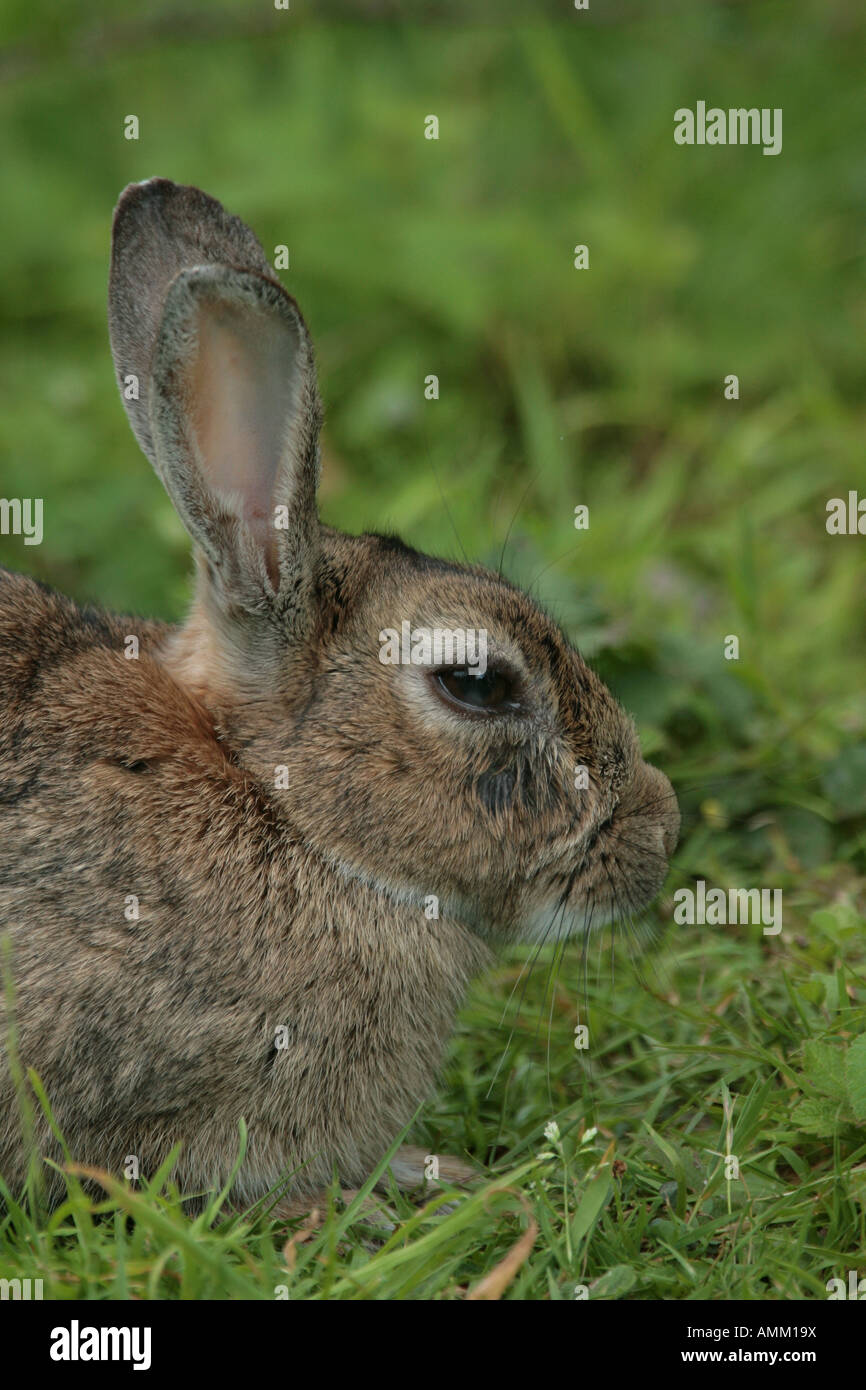 Rabbit Oryctolagus cunniculus showing signs of Myxomatosis Stock Photo ...