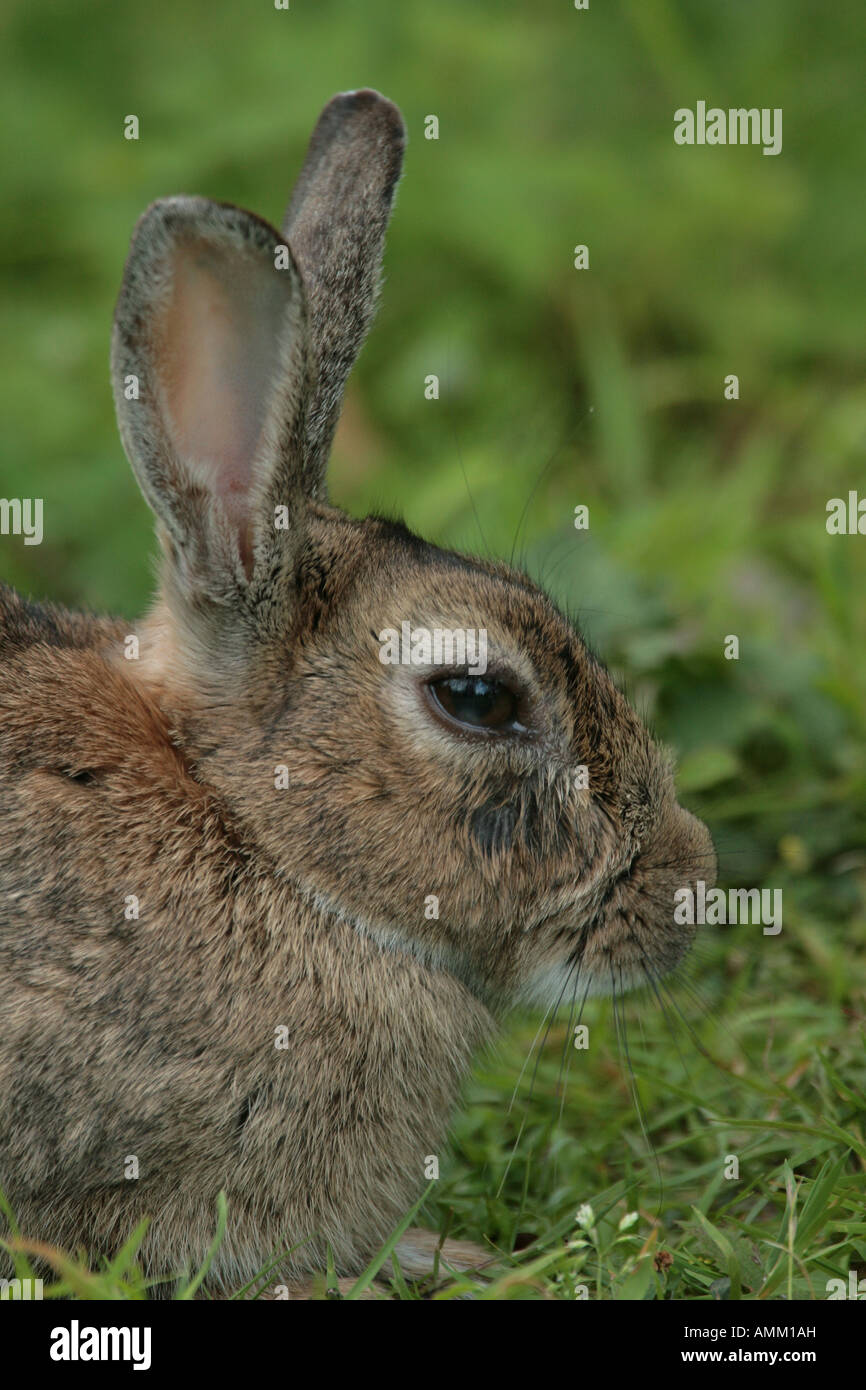 Rabbit Oryctolagus cunniculus showing signs of Myxomatosis Stock Photo ...