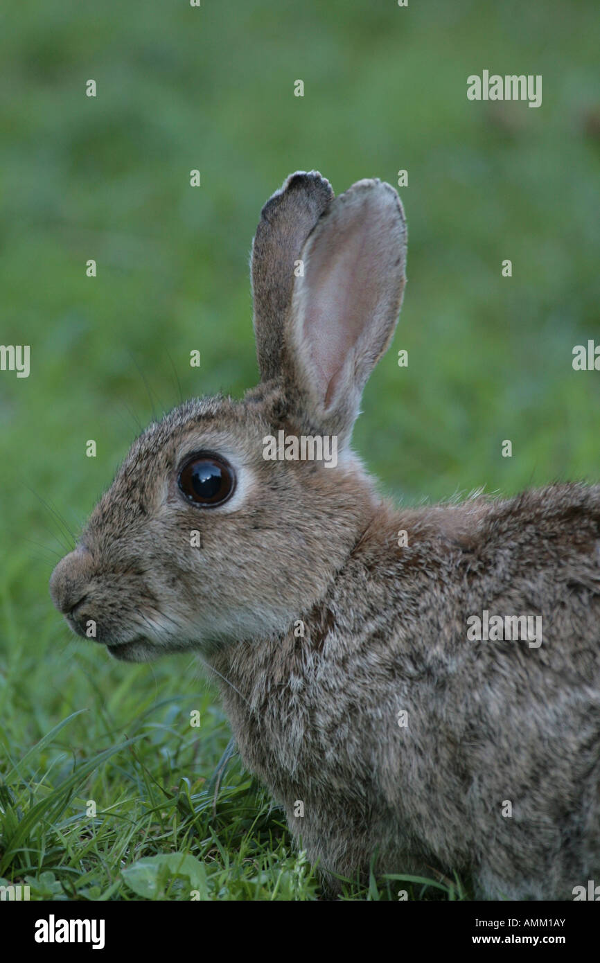 Rabbit Oryctolagus cunniculus close up of head and shoulders Stock ...