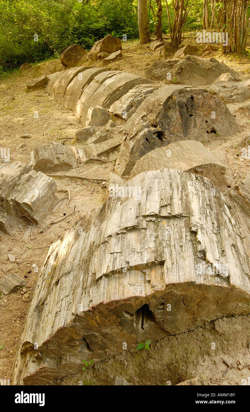 Petrified tree trunk (Araucarioxylon sp.) in Petrified Forest of ...
