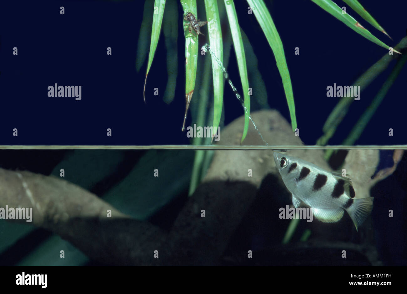 ARCHER FISH poisson cracheur TOXOTES JACULATOR INDONESIA animal animals ...