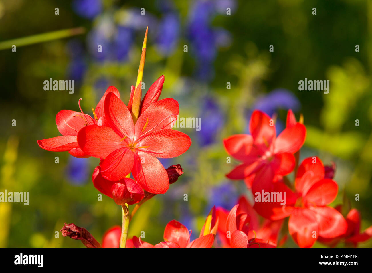 Summer flowers in Holehird Gardens Windermere Cumbria UK Stock Photo ...
