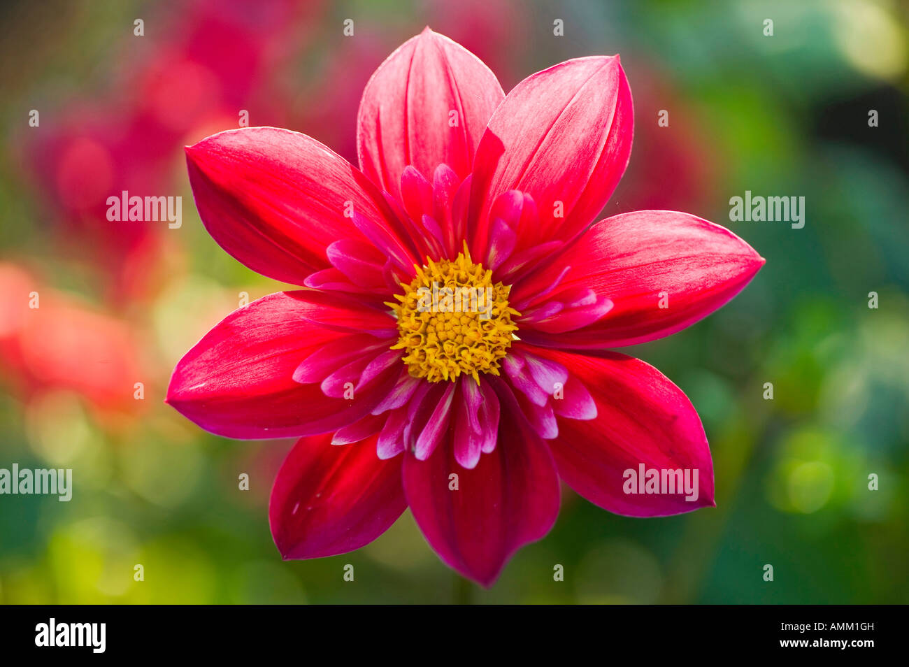Summer flowers in Holehird Gardens Windermere Cumbria UK Stock Photo ...