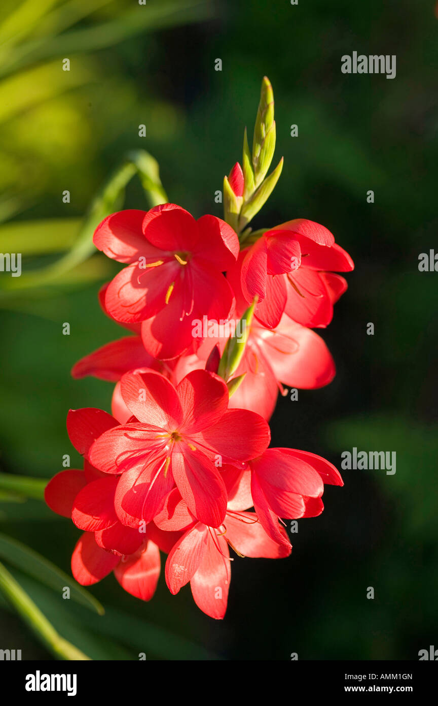 Summer flowers in Holehird Gardens Windermere Cumbria UK Stock Photo ...