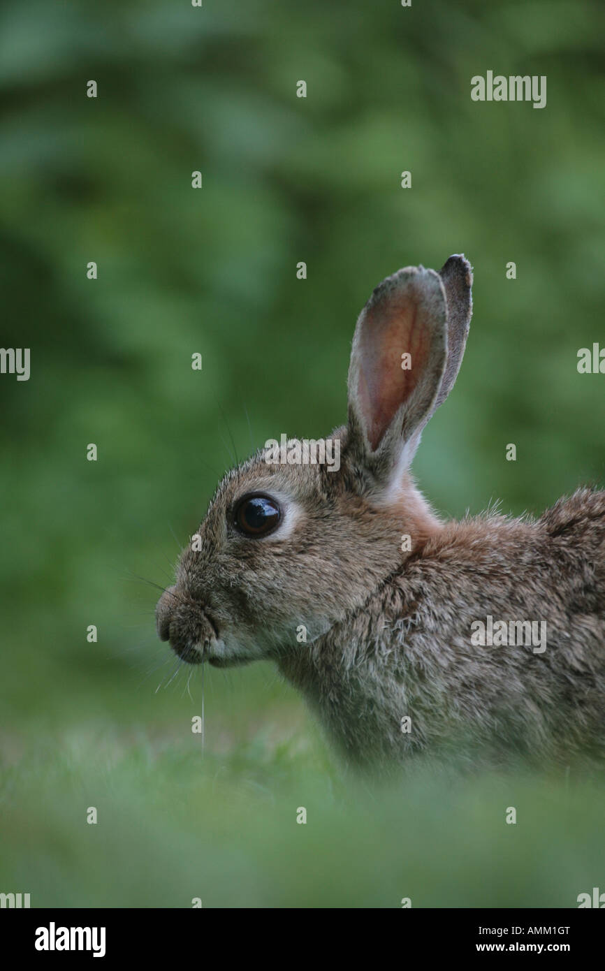 Rabbit Oryctolagus cunniculus low level shot Stock Photo - Alamy