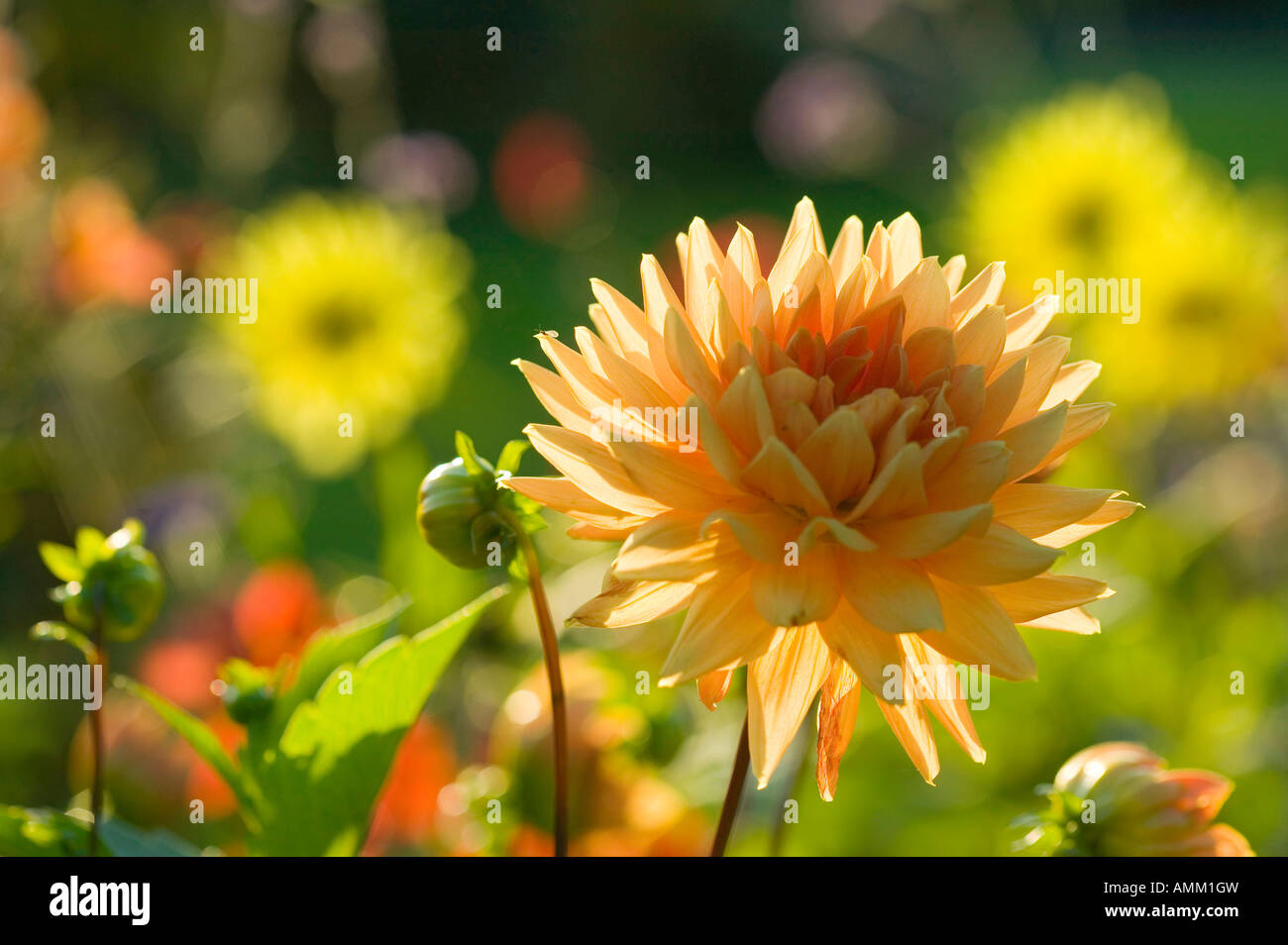 Summer flowers in Holehird Gardens Windermere Cumbria UK Stock Photo ...
