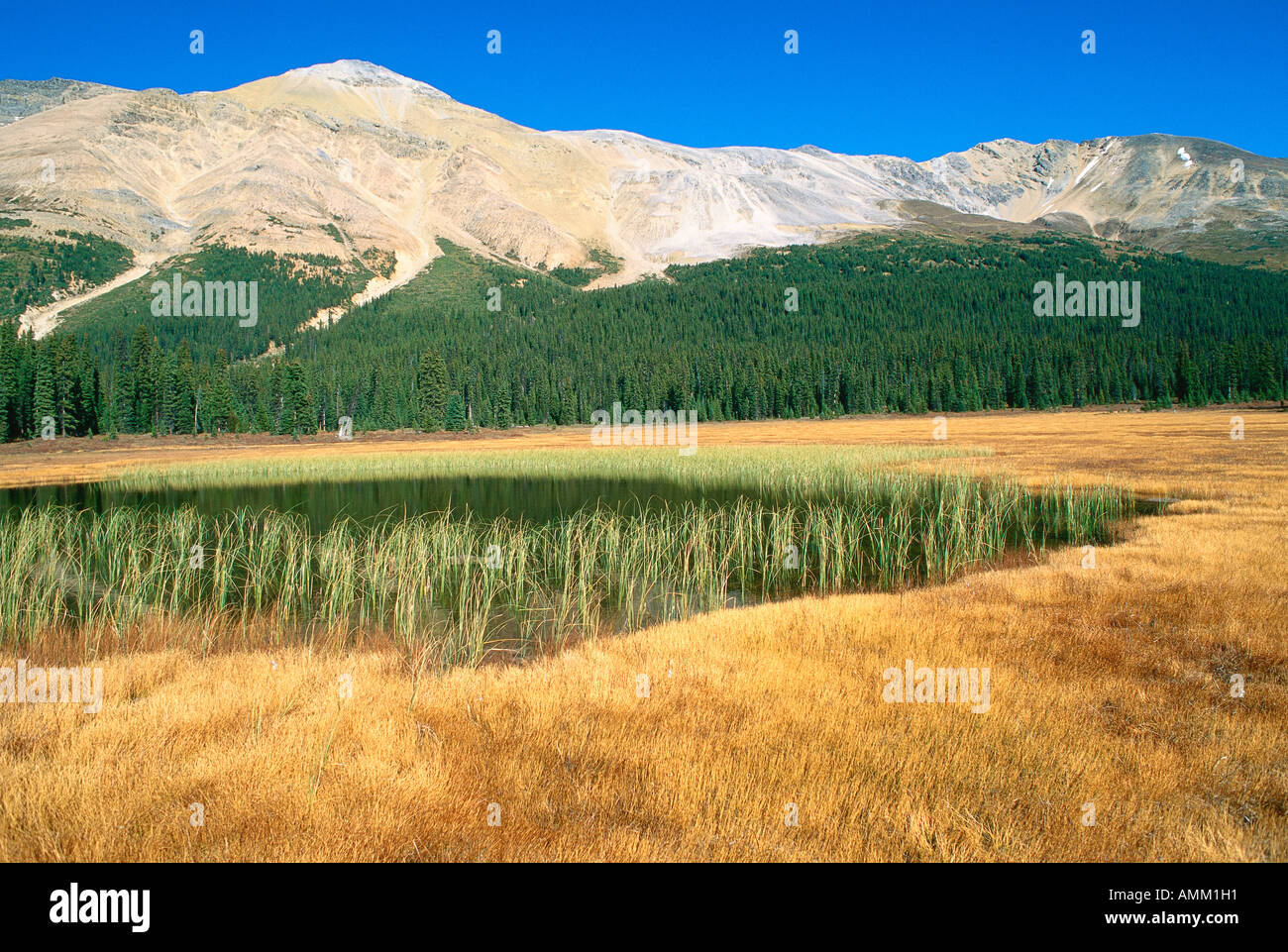 Gloria h chomica hi-res stock photography and images - Alamy